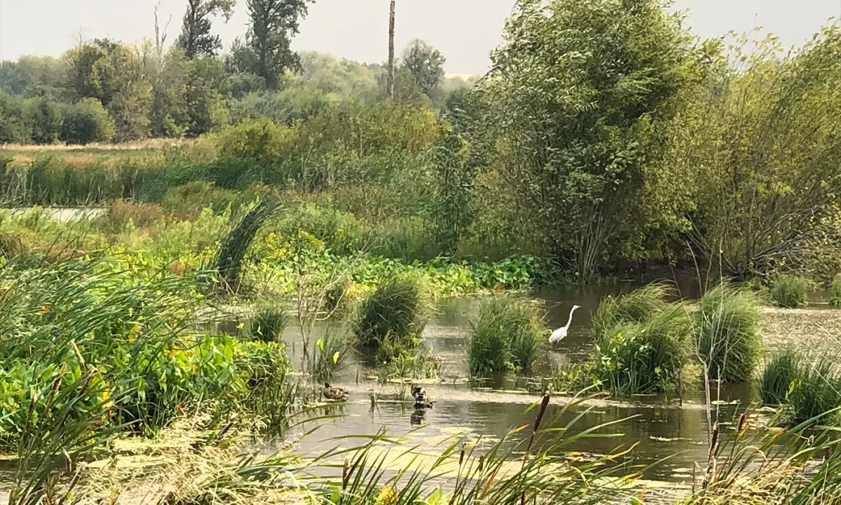 How Constructed Wetlands Clean Wastewater –And Attract Wildlife